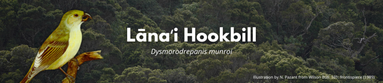 Division of Forestry and Wildlife: Wildlife Program | Lānaʻi Hookbill
