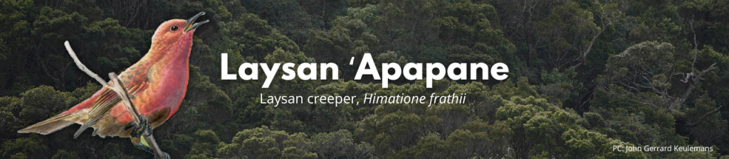 Division of Forestry and Wildlife: Wildlife Program | Laysan ʻApapane