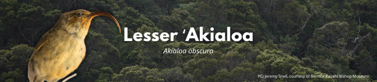 Division of Forestry and Wildlife: Wildlife Program | Lesser ʻAkialoa