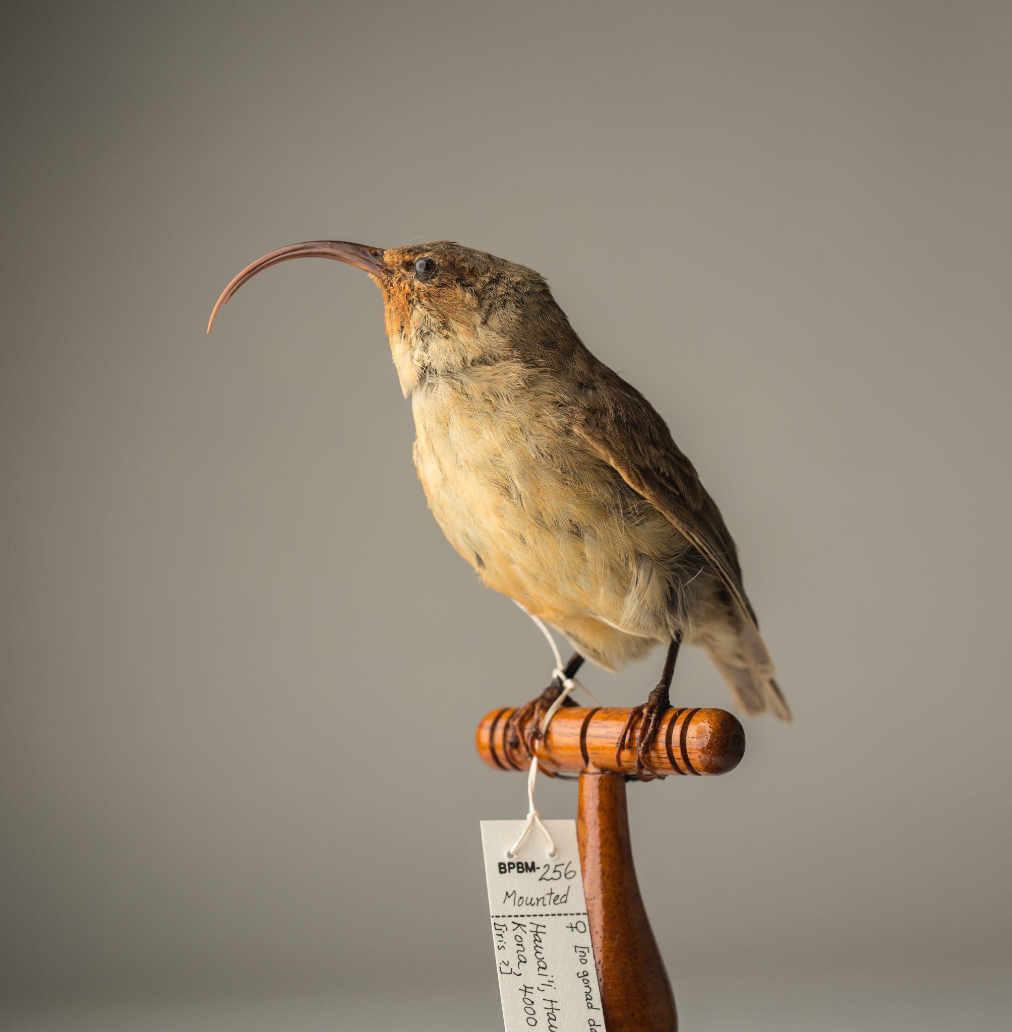 Division of Forestry and Wildlife: Wildlife Program | Lesser ʻAkialoa