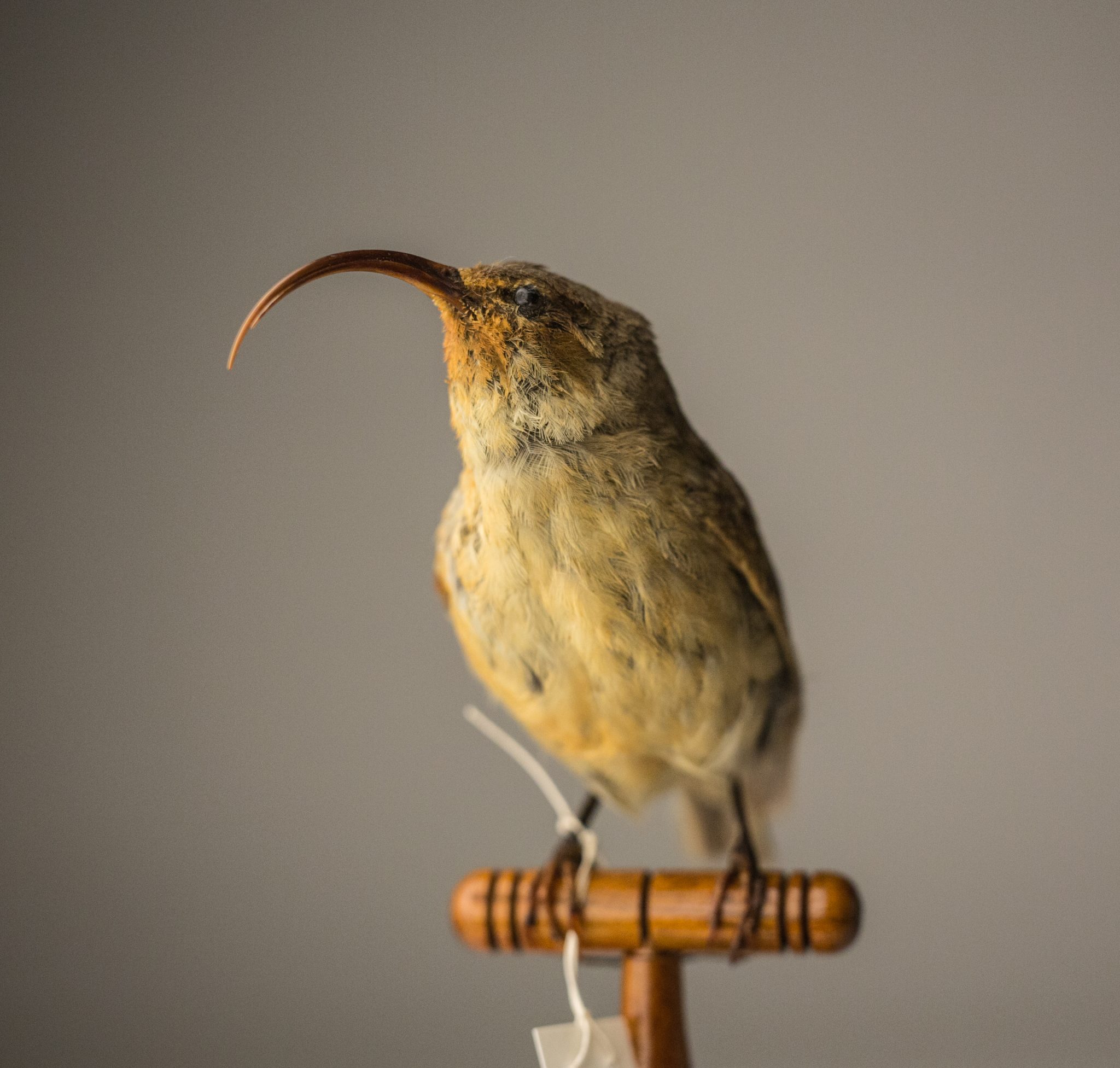 Division of Forestry and Wildlife: Wildlife Program | Lesser ʻAkialoa