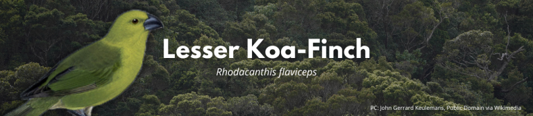 Division of Forestry and Wildlife: Wildlife Program | Lesser koa-finch