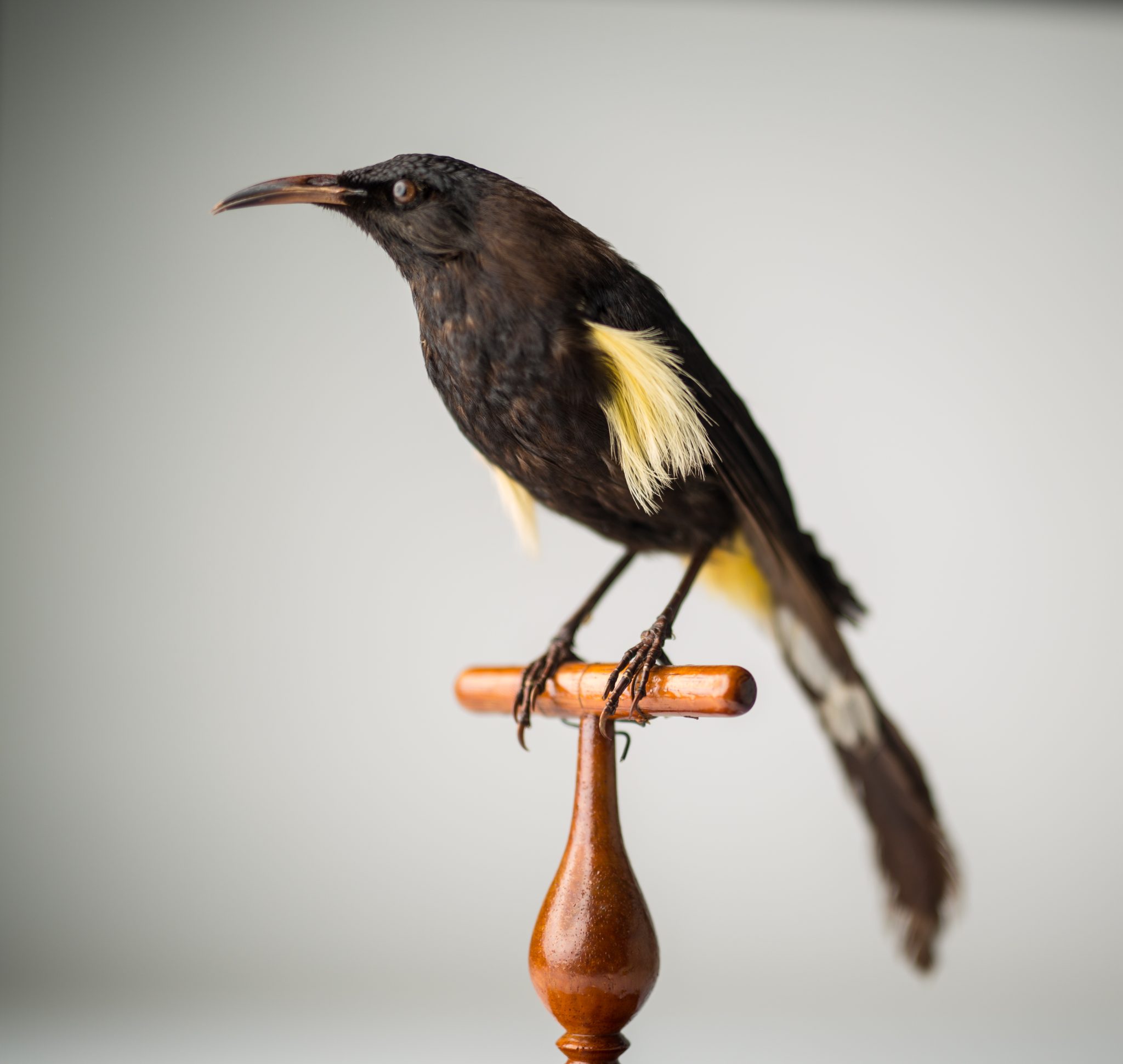 Division of Forestry and Wildlife: Wildlife Program | Hawaiʻi ʻŌʻō