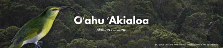 Division of Forestry and Wildlife: Wildlife Program | Oʻahu ʻakialoa
