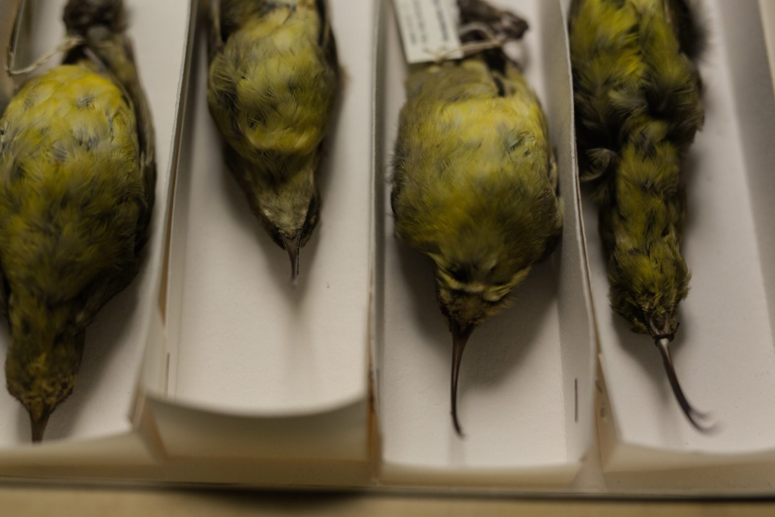 Division of Forestry and Wildlife: Wildlife Program | Oʻahu ʻakialoa