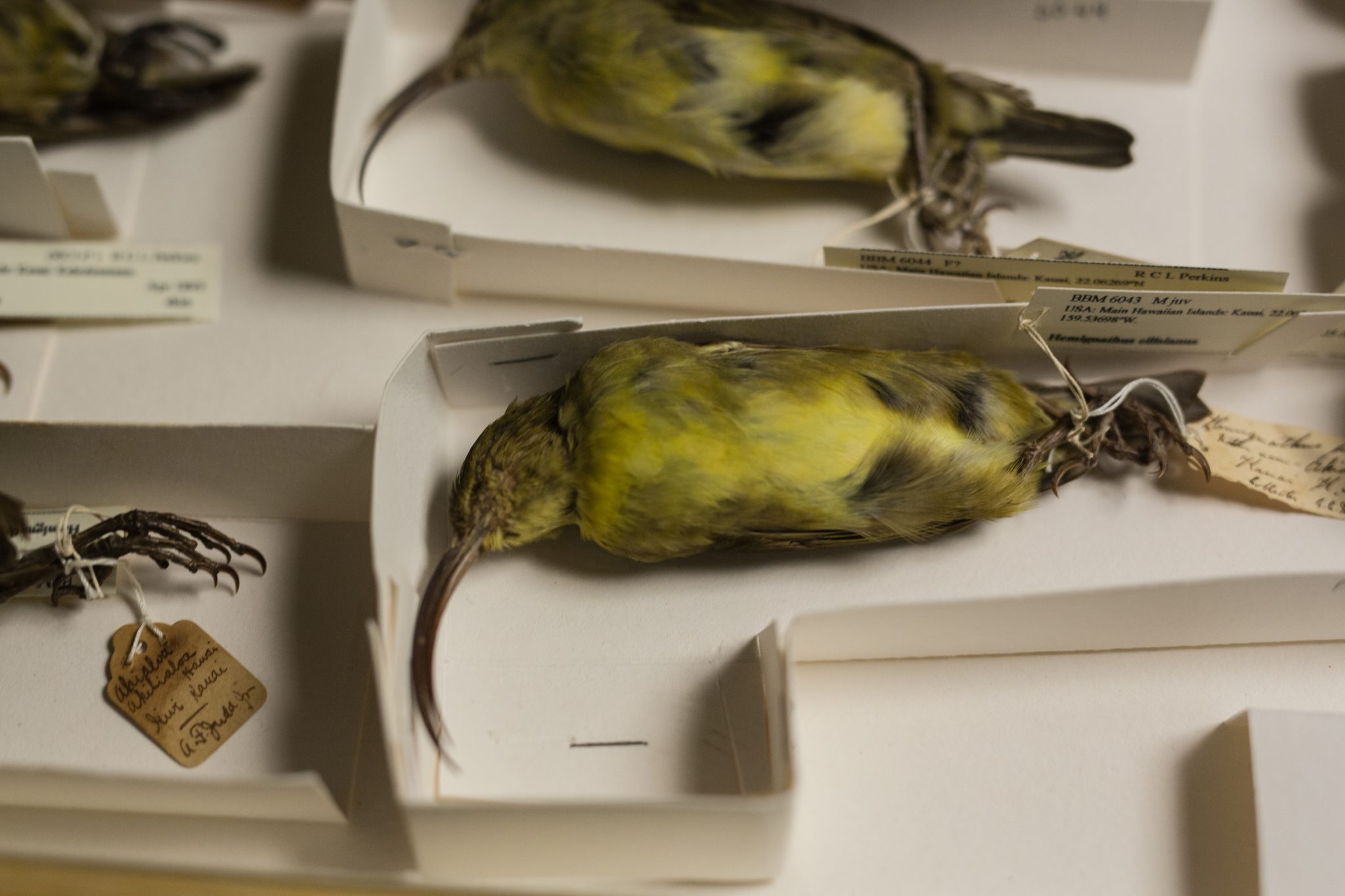 Division of Forestry and Wildlife: Wildlife Program | Oʻahu ʻakialoa