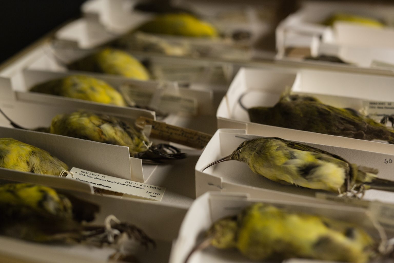 Division of Forestry and Wildlife: Wildlife Program | Oʻahu ʻakialoa