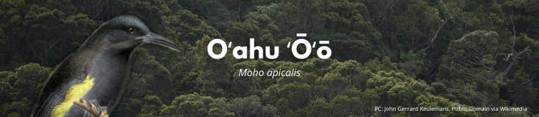 Division of Forestry and Wildlife: Wildlife Program | Oʻahu ʻŌʻō