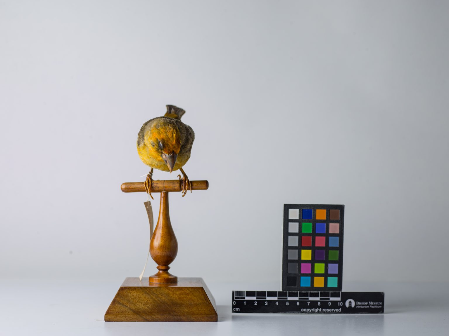 Division of Forestry and Wildlife: Wildlife Program | Greater Koa-Finch