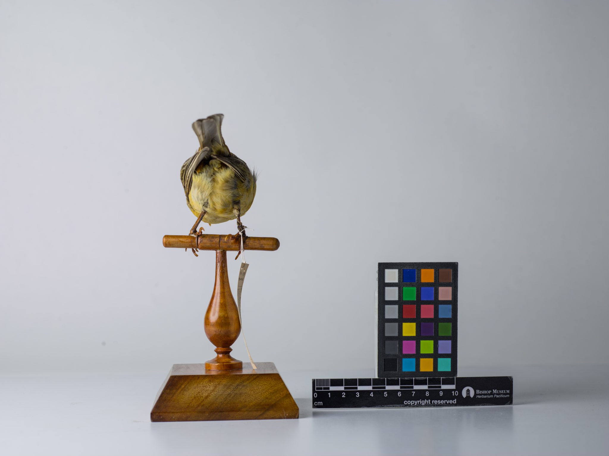 Division of Forestry and Wildlife: Wildlife Program | Greater Koa-Finch