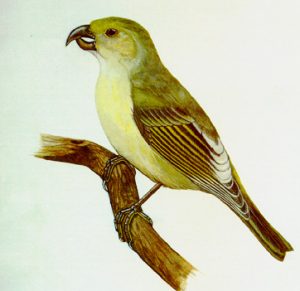 Division of Forestry and Wildlife: Wildlife Program | Lānaʻi Hookbill