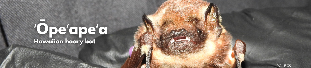 Division of Forestry and Wildlife: Wildlife Program | ʻŌpeʻapeʻa, the ...