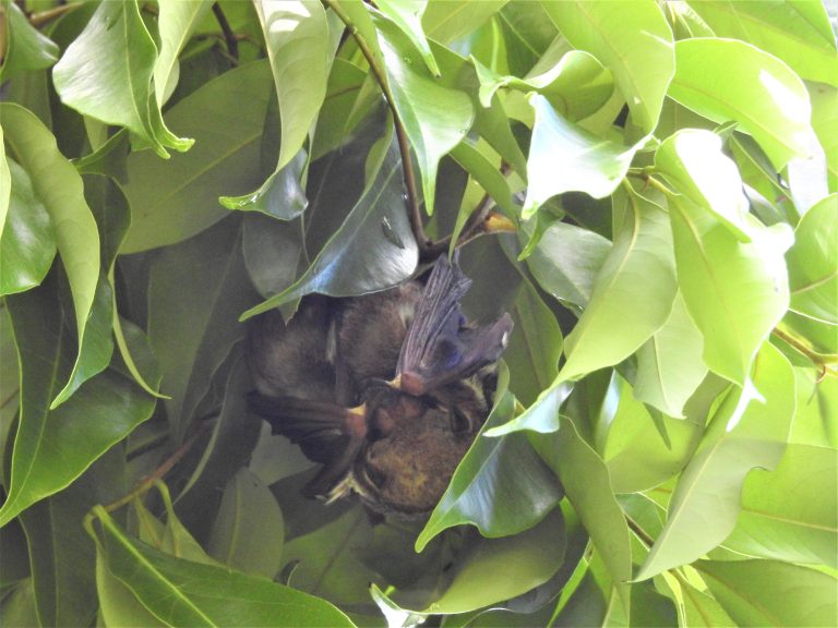 Division of Forestry and Wildlife: Wildlife Program | ʻŌpeʻapeʻa, the ...