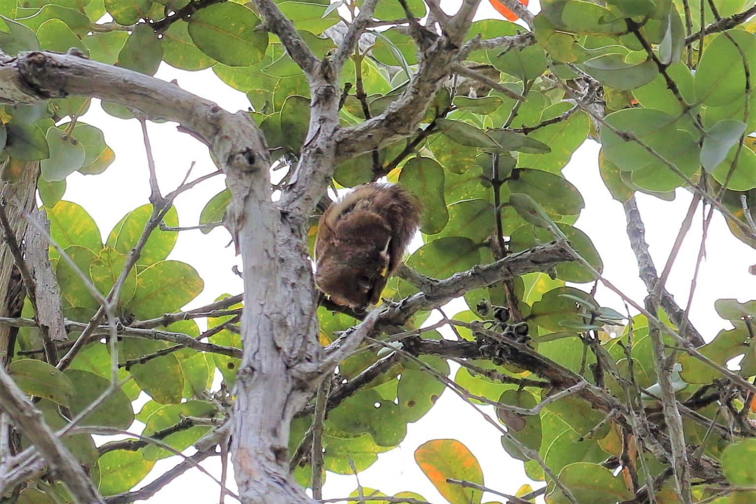 Division of Forestry and Wildlife: Wildlife Program | ʻŌpeʻapeʻa, the ...