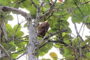 Division of Forestry and Wildlife: Wildlife Program | ʻŌpeʻapeʻa, the ...