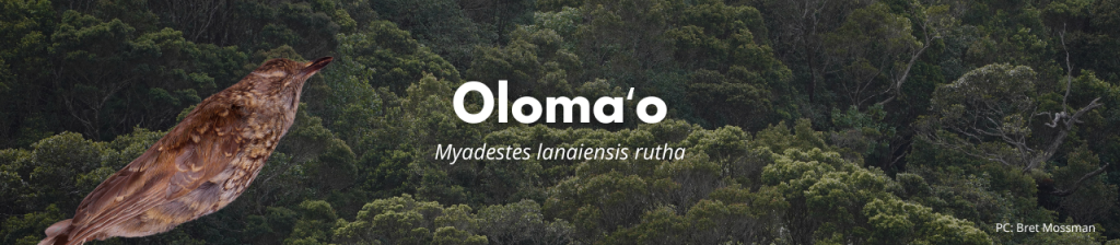 Division of Forestry and Wildlife: Wildlife Program | Olomaʻo