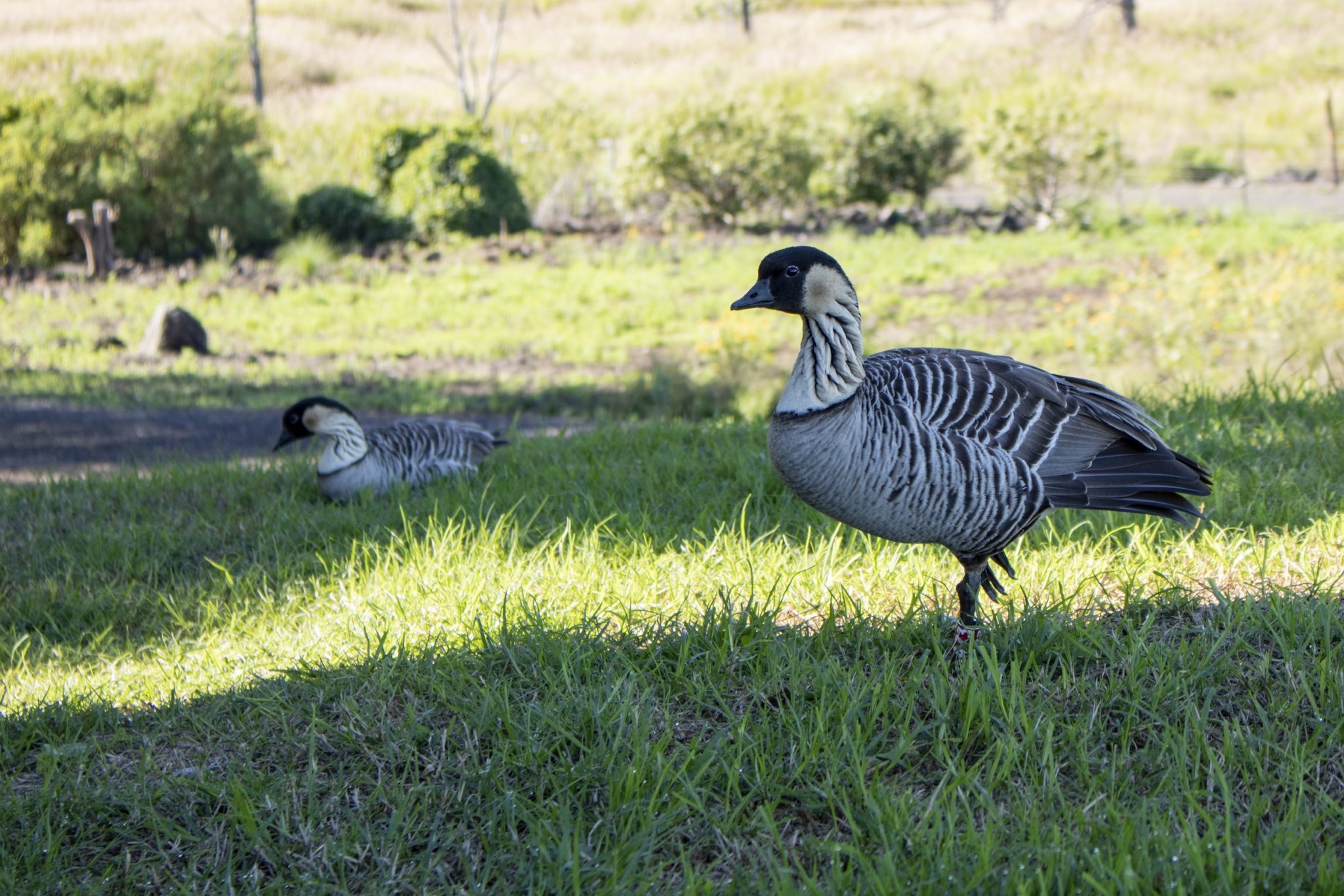 Division of Forestry and Wildlife: Wildlife Program | Nēnē