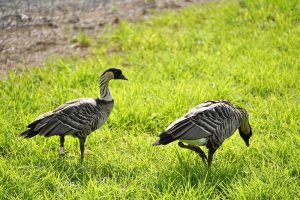 Division of Forestry and Wildlife: Wildlife Program | Nēnē