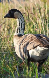Division of Forestry and Wildlife: Wildlife Program | Nēnē