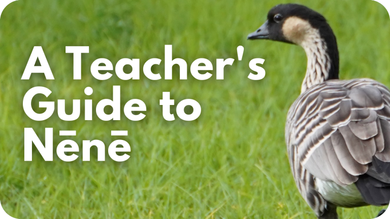 Division of Forestry and Wildlife: Wildlife Program | Nēnē