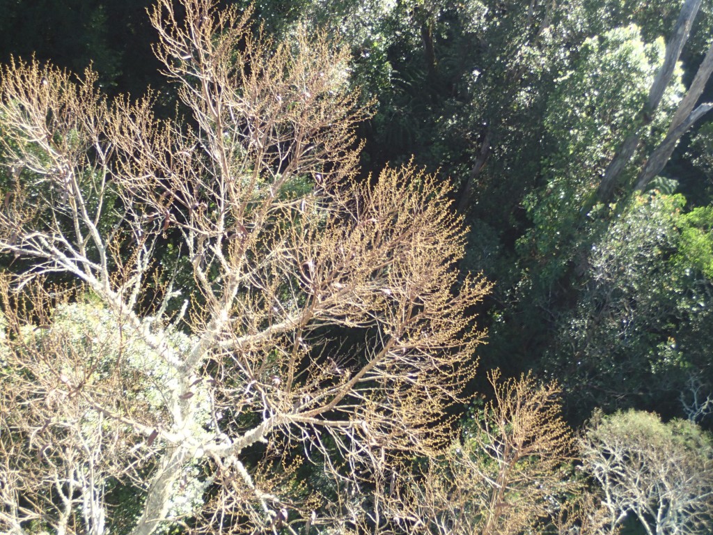 Department of Land and Natural Resources | 02/14/13 – Natural Phenomena ...