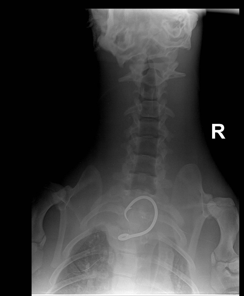 Department of Land and Natural Resources | 01/05/13 – Latest Monk Seal ...