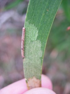 05/30/13 – State Closely Monitoring Continued Koa Moth Outbreak On ...