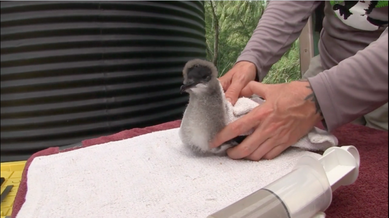 10/29/16 – Extraordinary Endangered Seabirds & Extraordinary Steps to ...