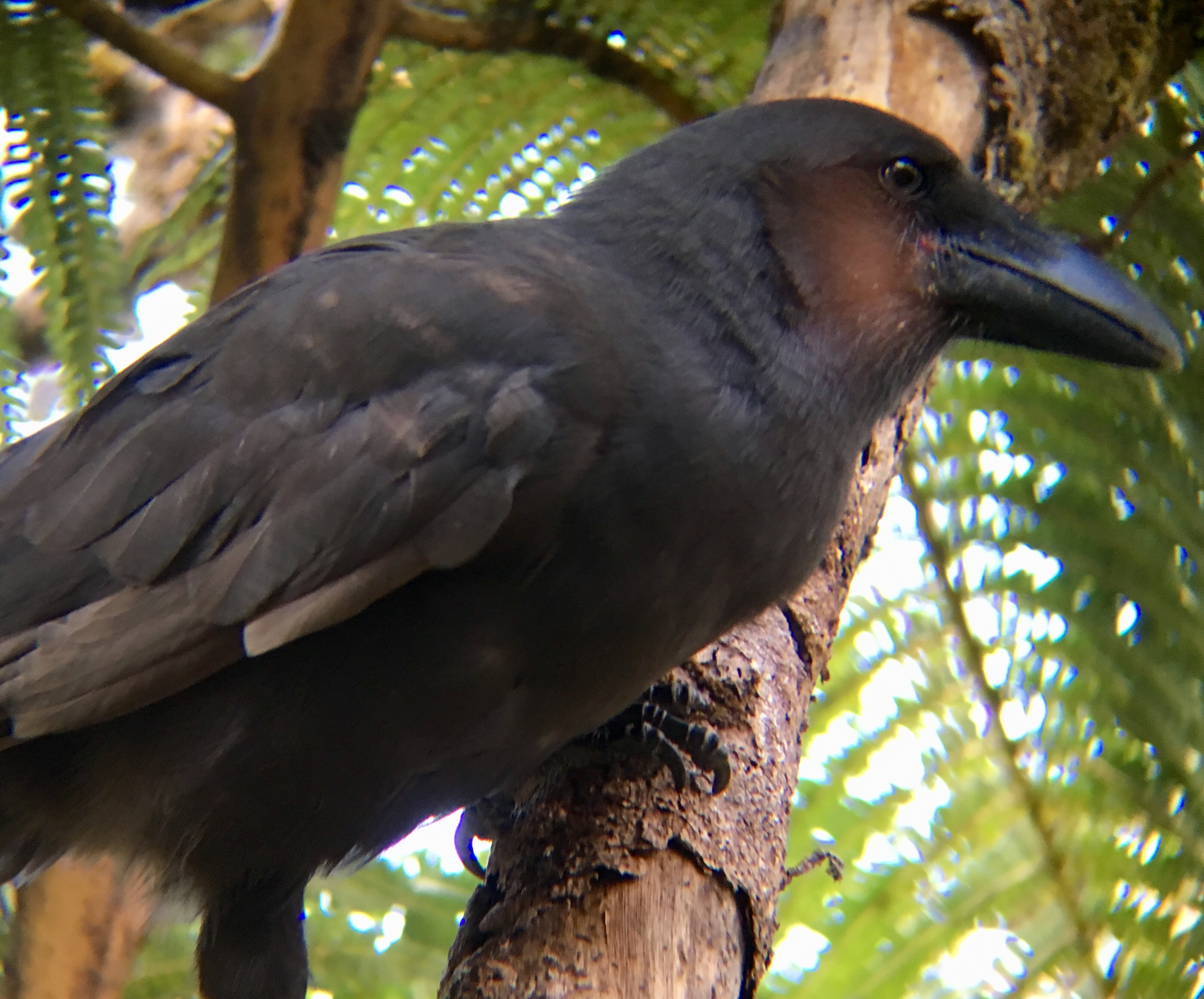 Department of Land and Natural Resources | 01/24/18 – Eleven ‘Alalā ...