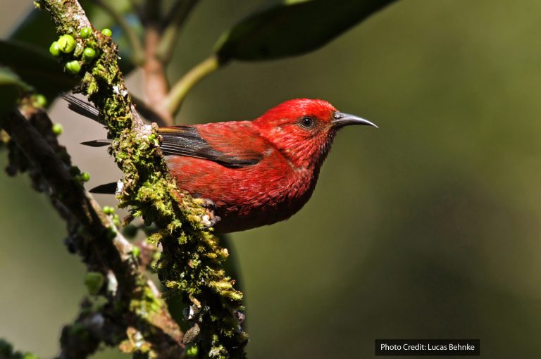 03/14/18 – “Save A Bird–Swat A Skeeter” Campaign Seeks Public Help To ...