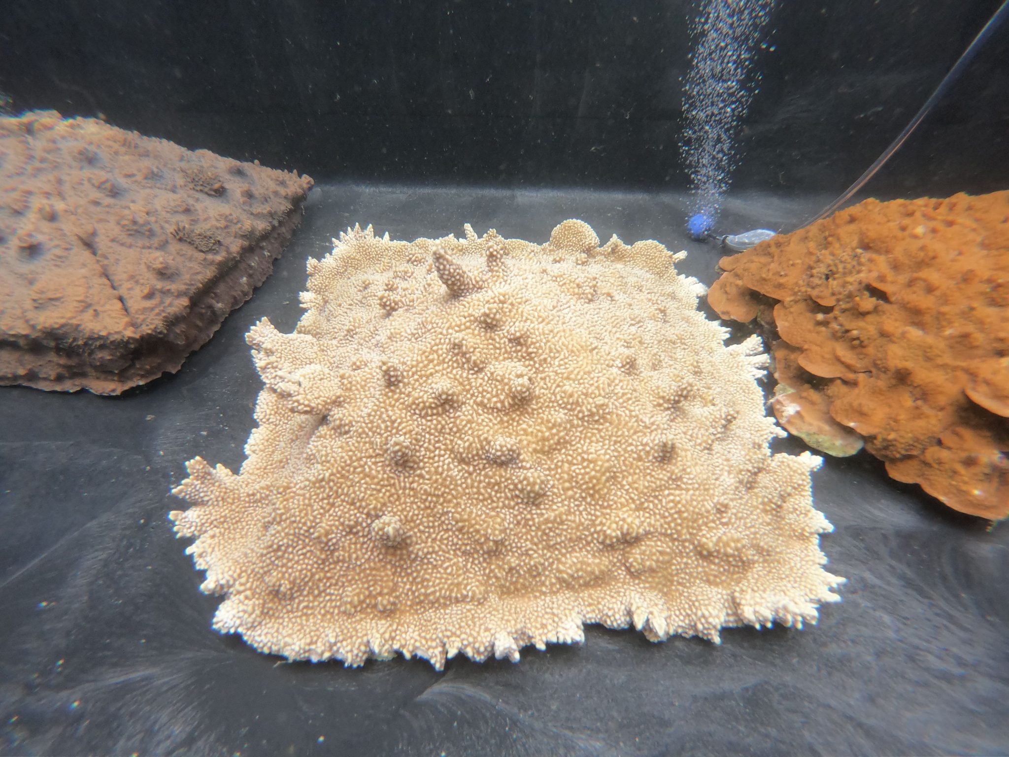 Department of Land and Natural Resources | 05/28/20-LARGEST NURSERY ...