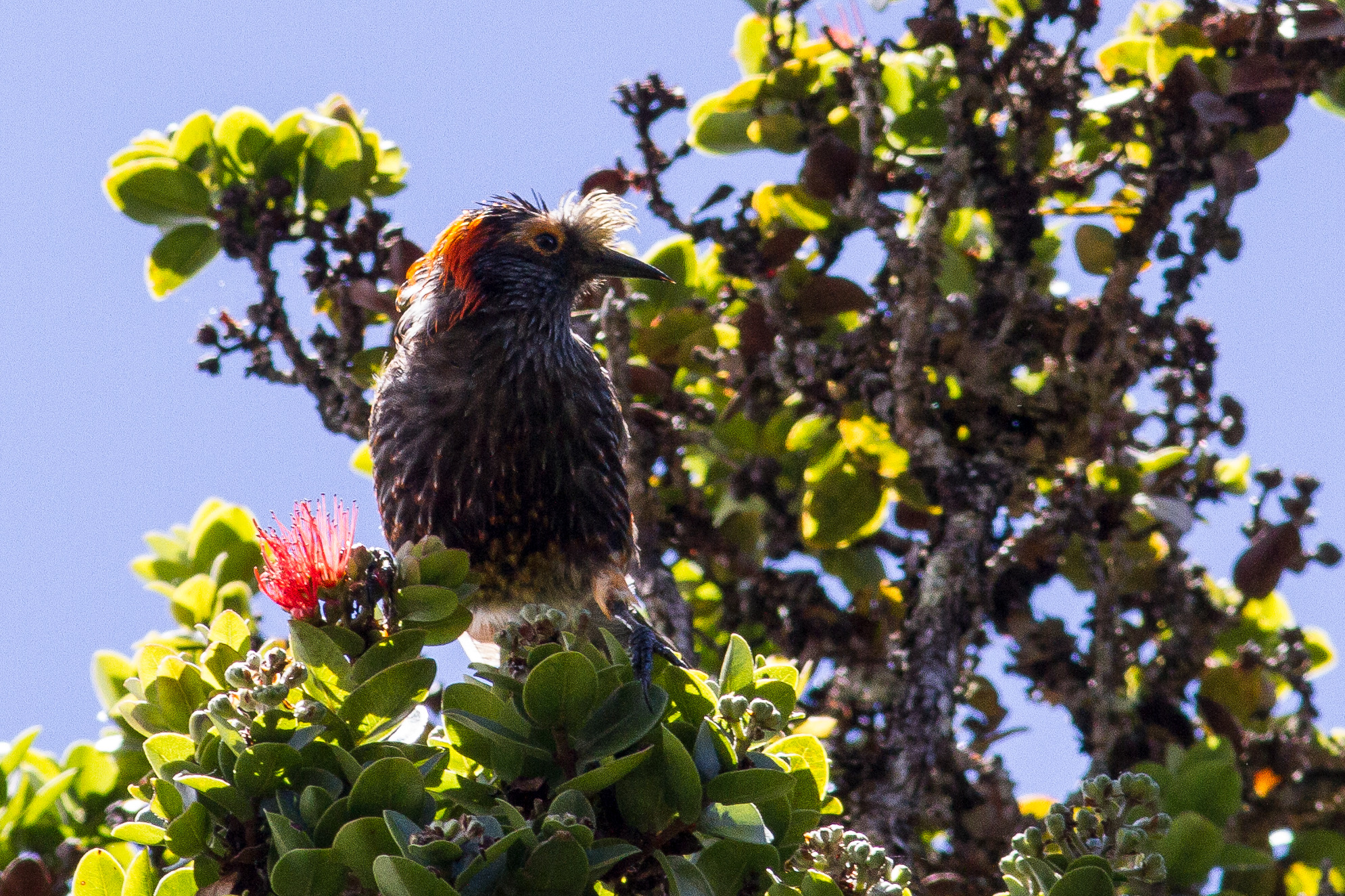 03/25/23 – ENDANGERED FOREST BIRDS TO RECEIVE PROTECTION FROM AVIAN ...