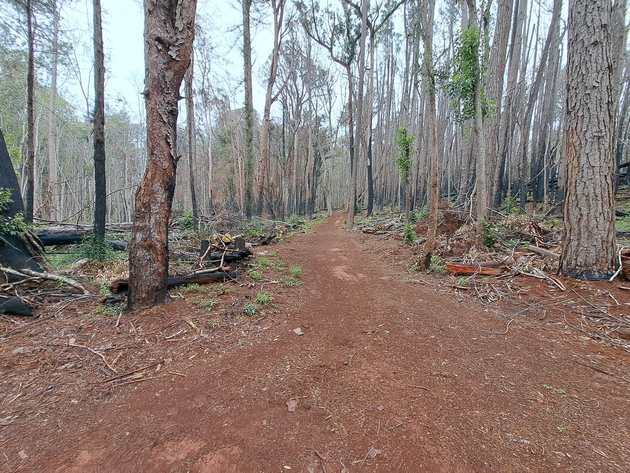3/22/24 – WAIHOU SPRING FOREST RESERVE AND TRAIL SET TO REOPEN ...