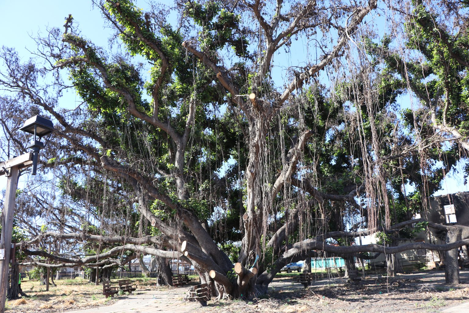 04/10/24 – DLNR MEDIA ASSETS – LAHAINA BANYAN TREE UPDATE | Department ...