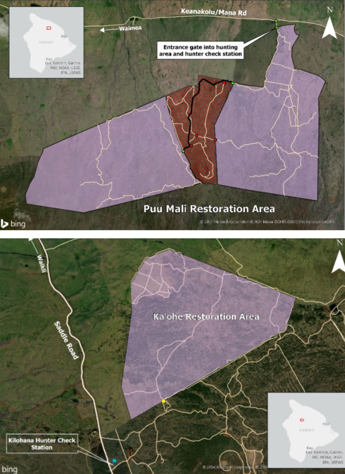 12/2/24 – FERAL PIG SPECIAL HUNT ANNOUNCED ON HAWAIʻI ISLAND ...
