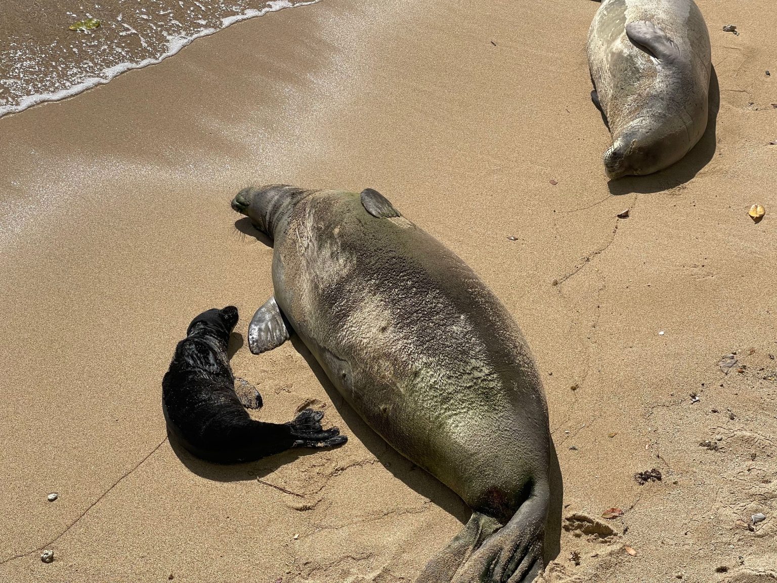 Department of Land and Natural Resources | 4/2/25 – HAWAIIAN MONK SEAL ...