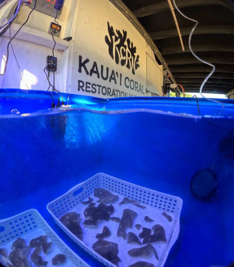 11/21/25 – FIRST CORALS OF OPPORTUNITY COLLECTED FOR KAUAʻI’S NEW CORAL ...